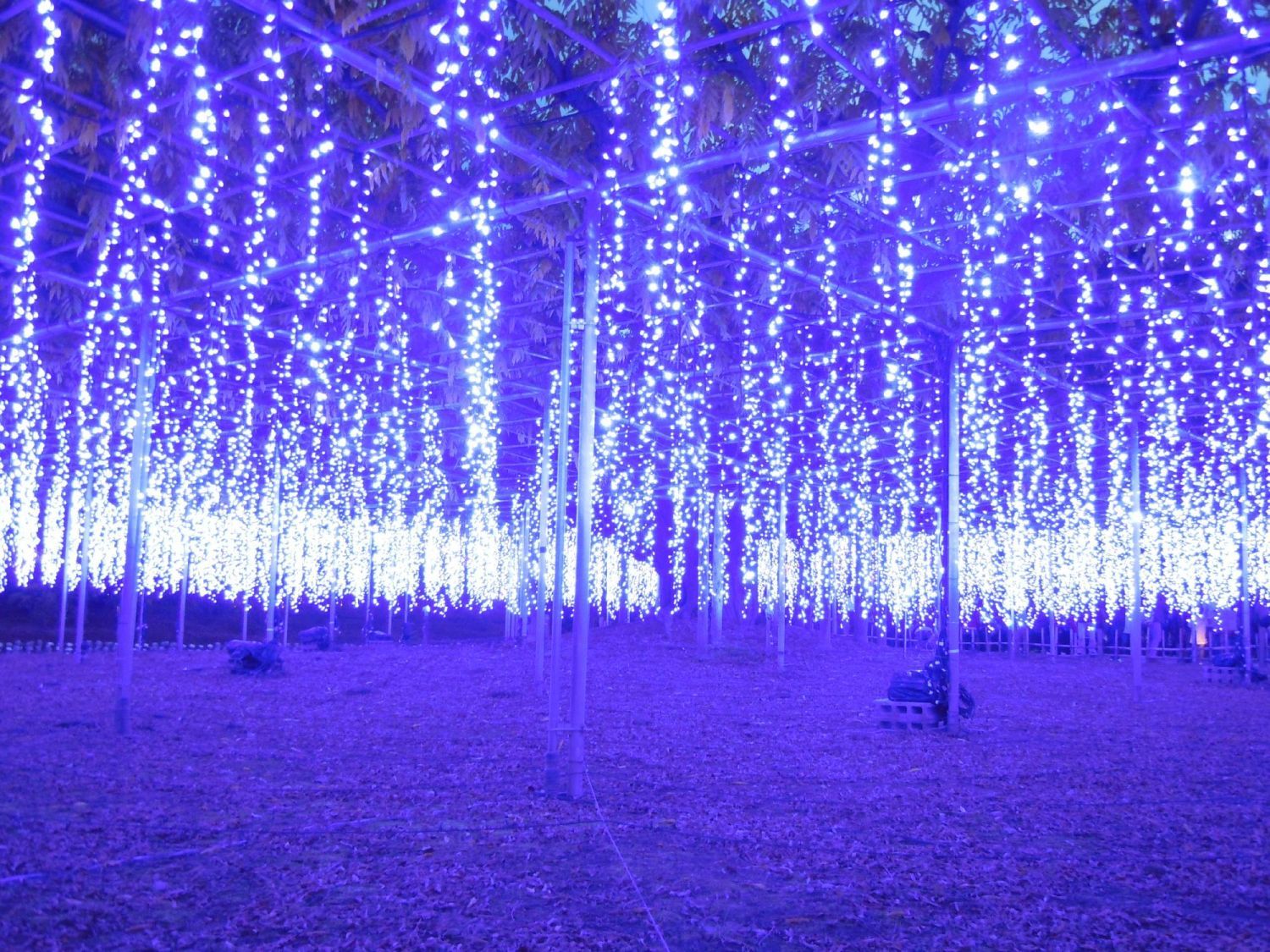 関東周辺の家族で楽しめるイルミネーションはココ！2015・2016のおすすめ7選 - JPTRP.COM