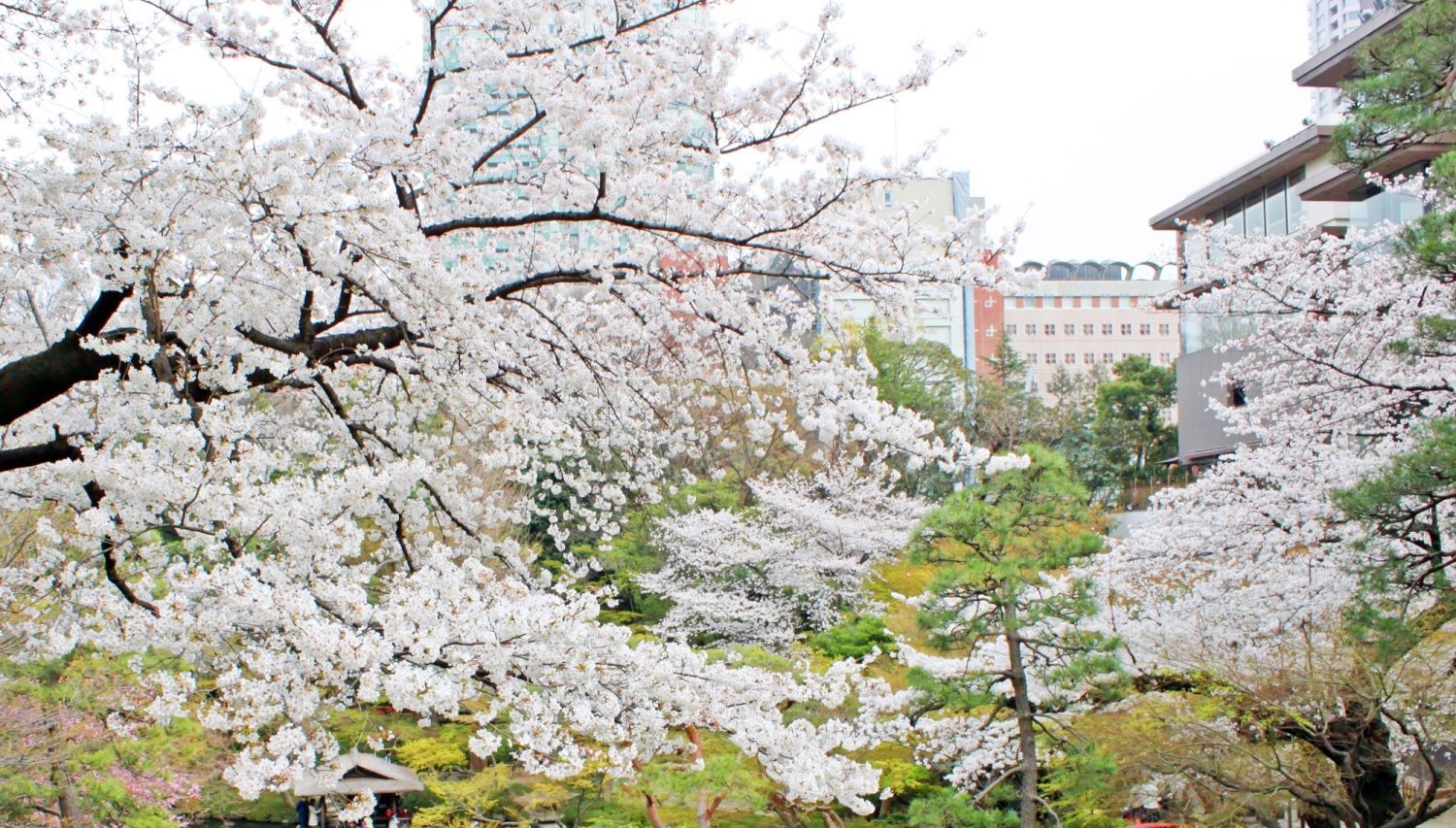 どこから見ても美しい庭園！東京都港区にある「八芳園」でお花見を楽しもう - JPTRP.COM