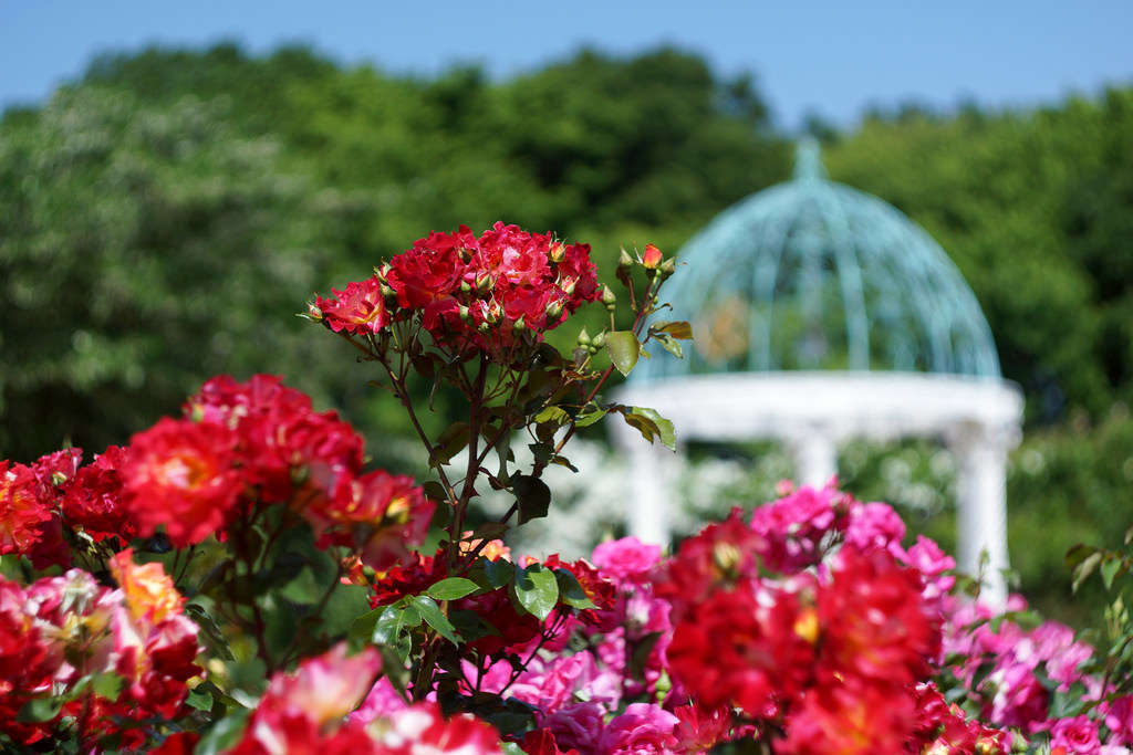 京成バラ園の魅力とは！？千葉に行ったらローズの香りに誘われよう♪ - JPTRP.COM