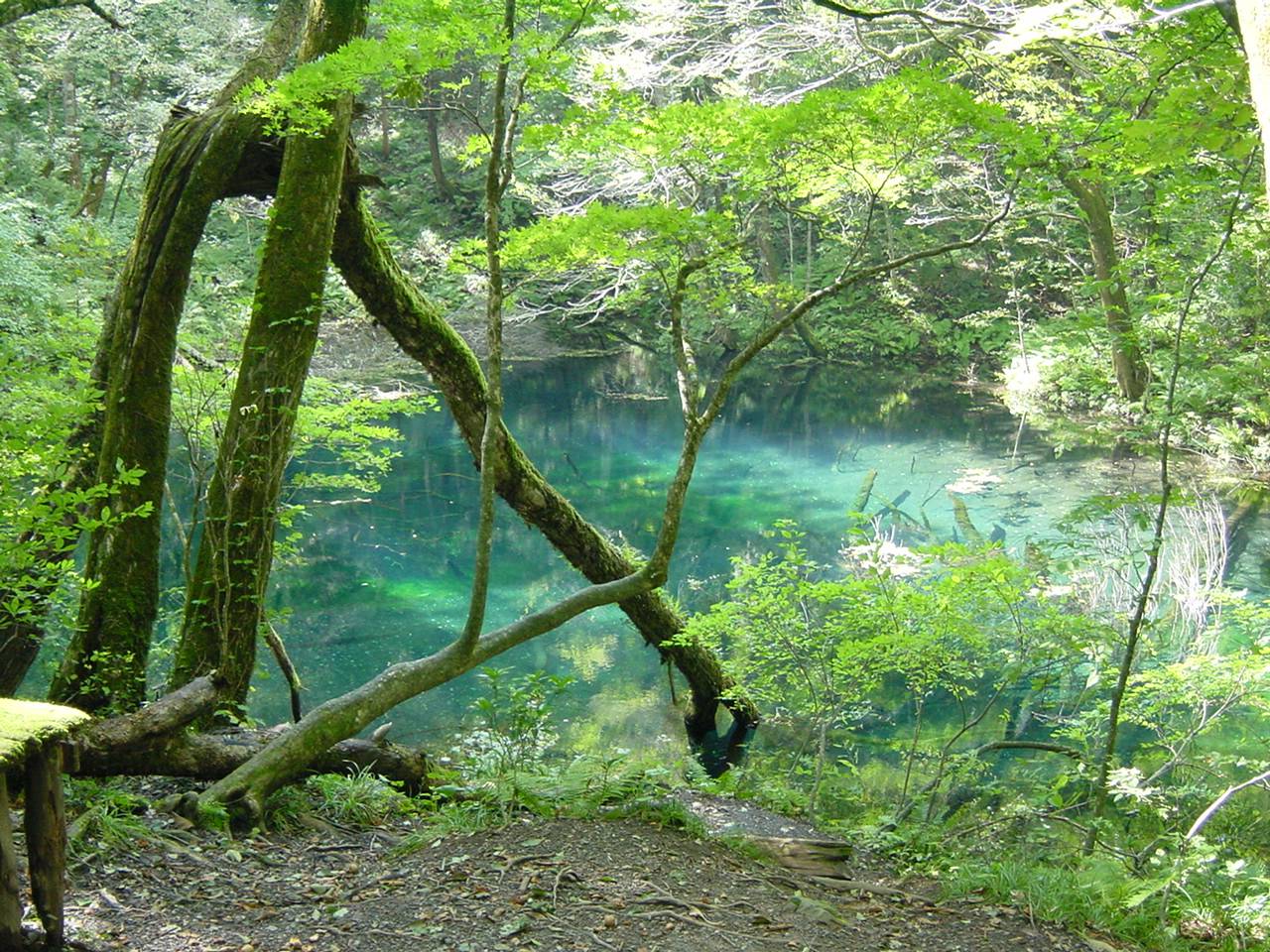 白神山地の魅力＆見どころまとめ - JPTRP.COM